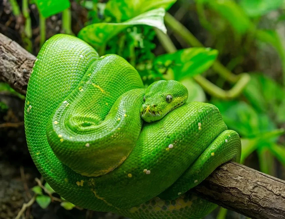 Green tree python | Odd Squad Animal Movie Wiki | Fandom