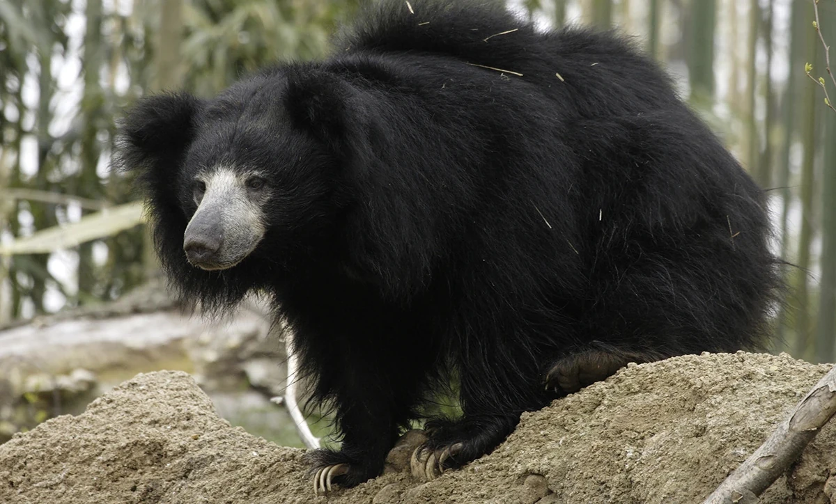 Sloth bear | Odd Squad Animal Movie Wiki | Fandom