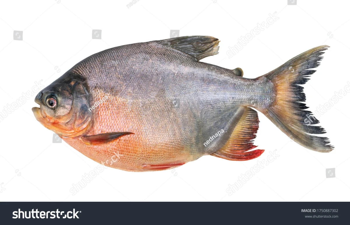 Pacu | Odd Squad Animal Movie Wiki | Fandom