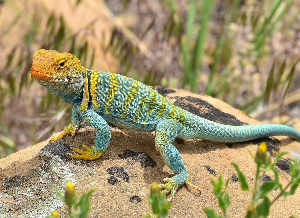 Collared lizard | Odd Squad Animal Movie Wiki | Fandom