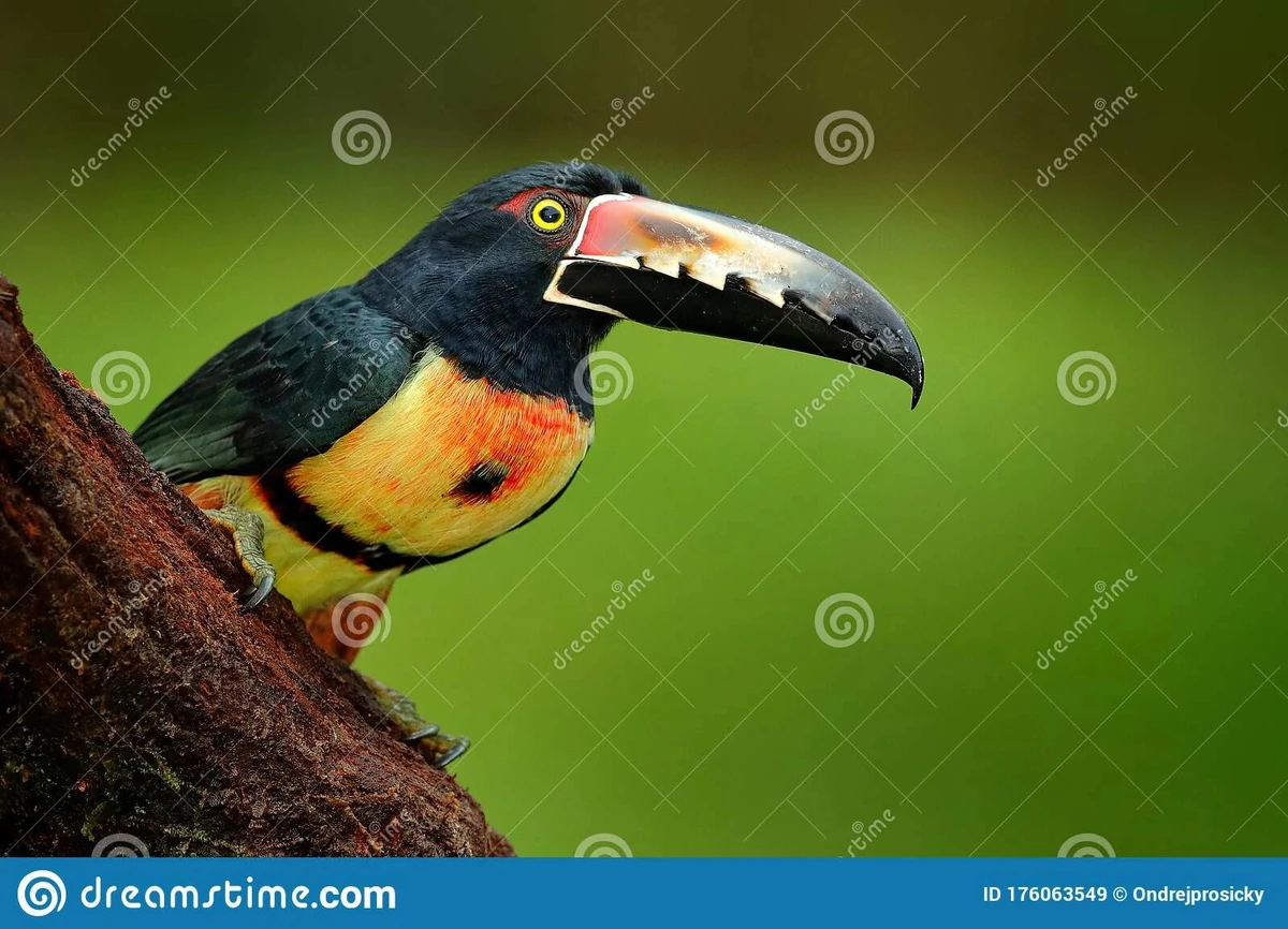 Aracari | Odd Squad Animal Movie Wiki | Fandom