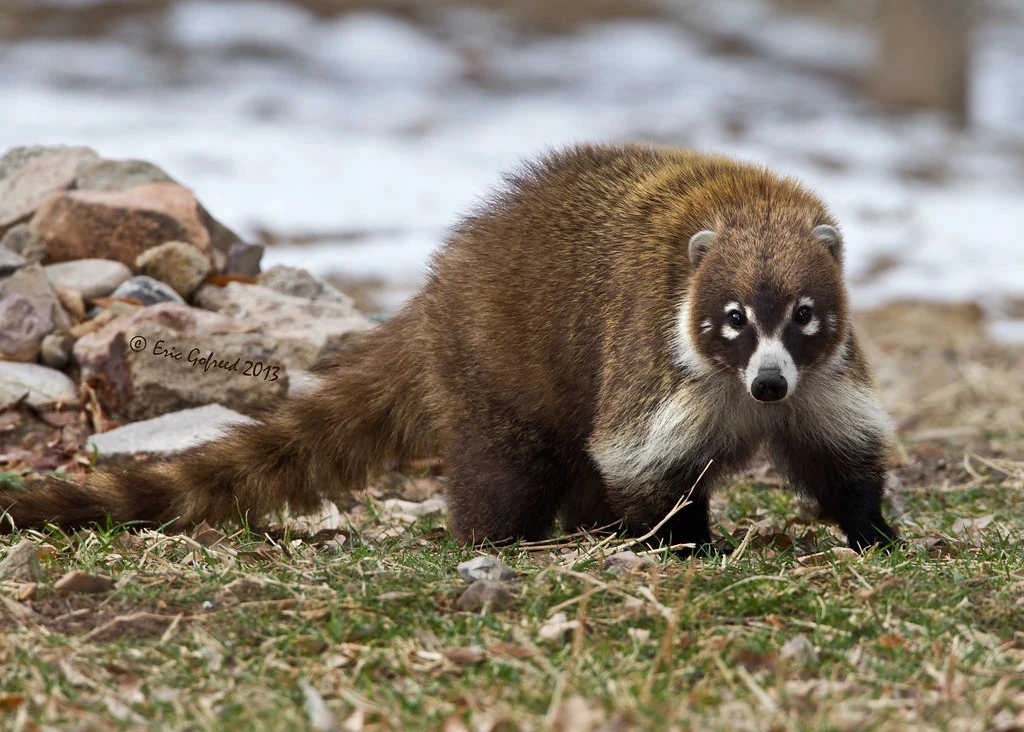 Coatimundi | Odd Squad Animal Movie Wiki | Fandom