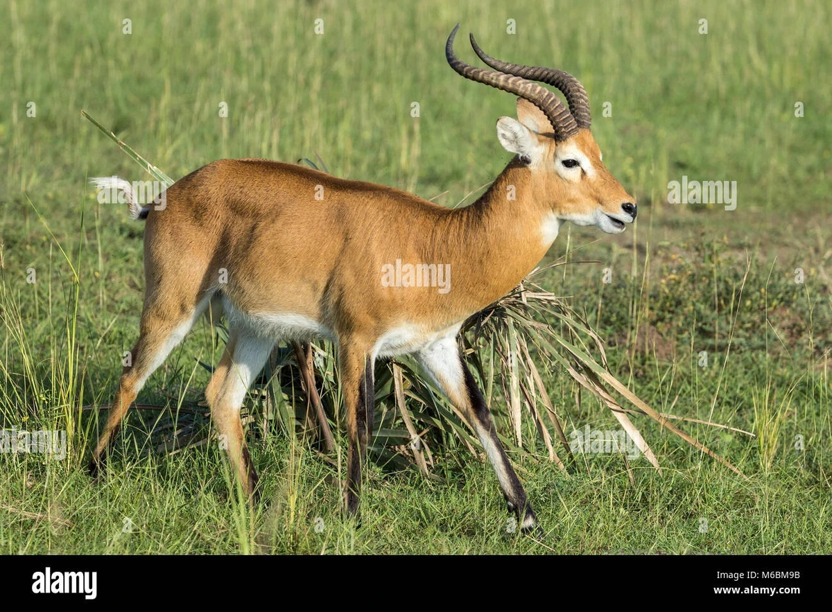 Kob | Odd Squad Animal Movie Wiki | Fandom