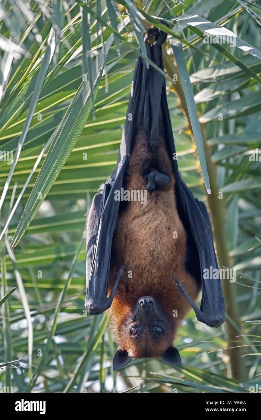Bat Odd Squad Animal Movie Wiki Fandom