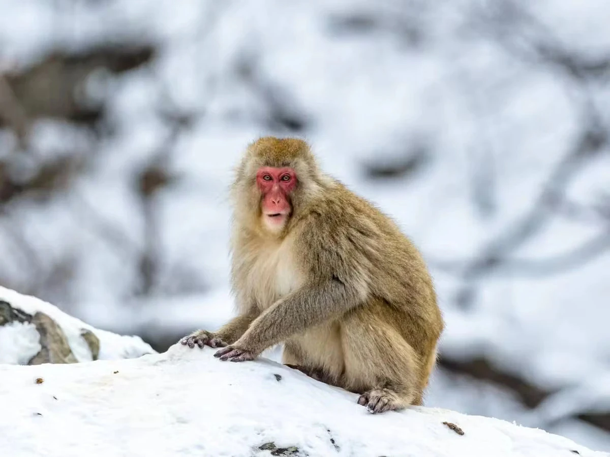 Macaque | Odd Squad Animal Movie Wiki | Fandom