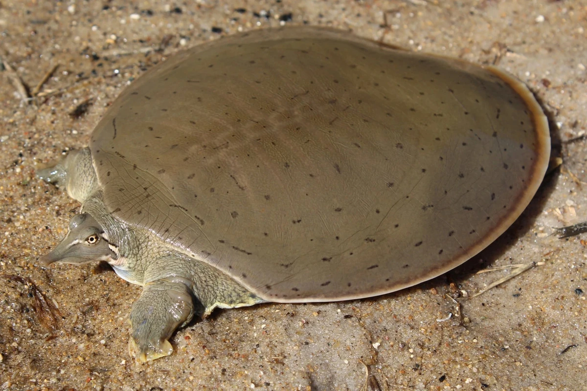 Softshell turtle | Odd Squad Animal Movie Wiki | Fandom