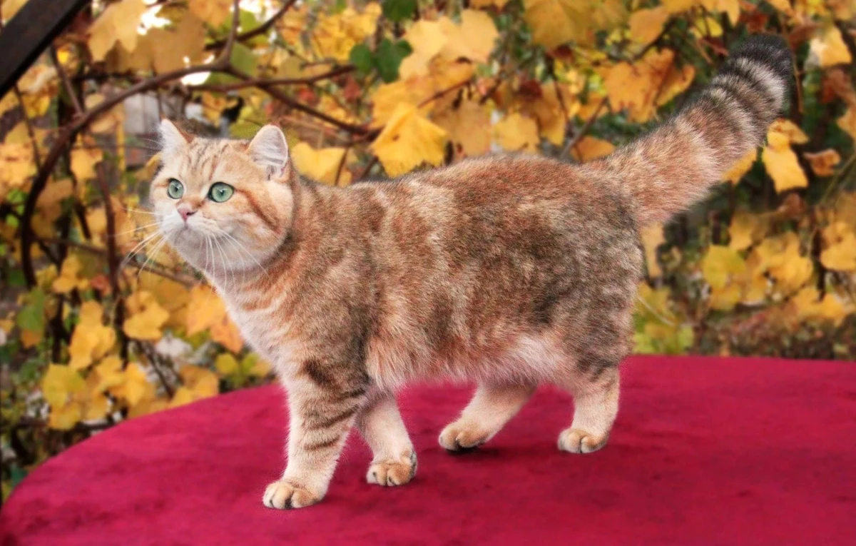 Teddy Kitten | Odd Squad Animal Movie Wiki | Fandom