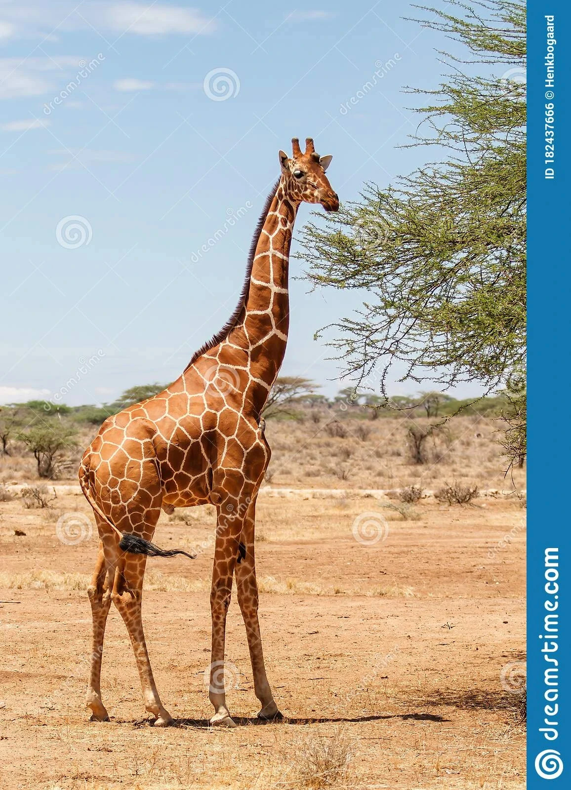 Giraffe | Odd Squad Animal Movie Wiki | Fandom