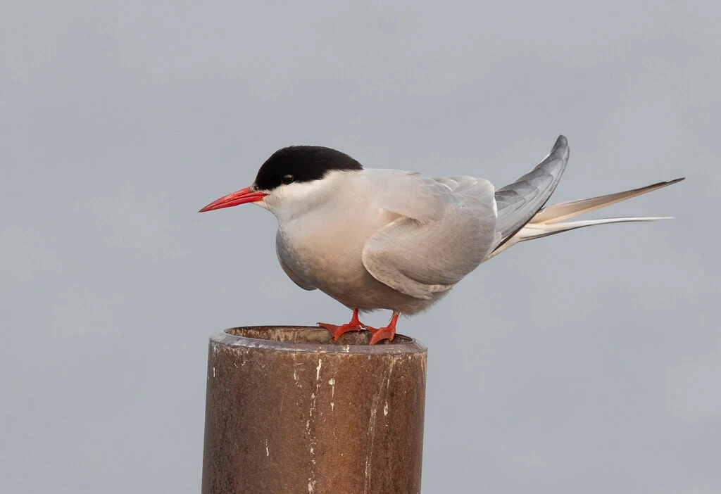 Tern | Odd Squad Animal Movie Wiki | Fandom