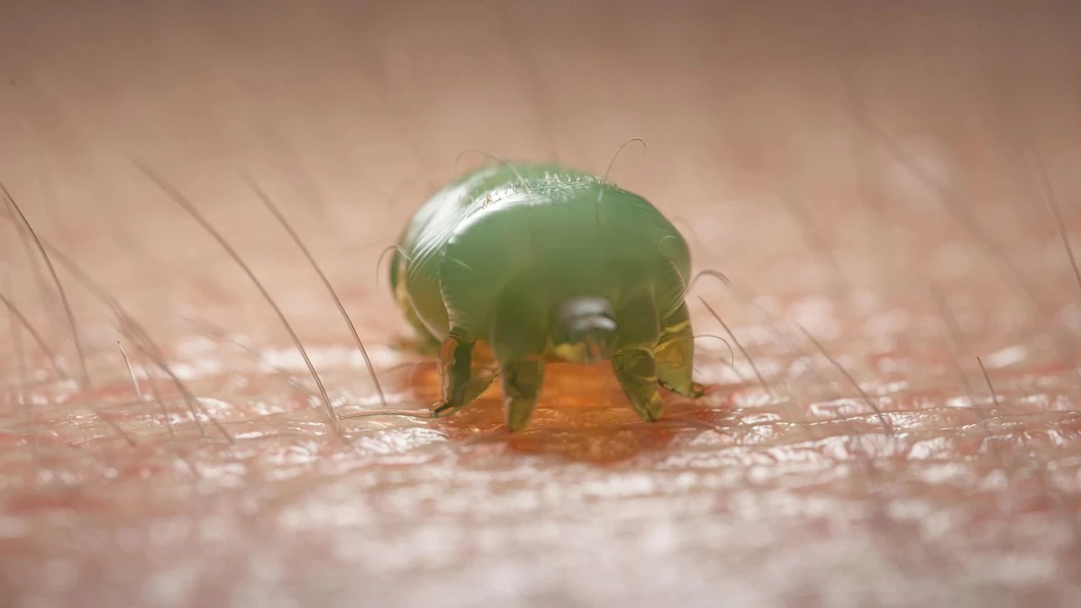 Scabies mite | Odd Squad Animal Movie Wiki | Fandom