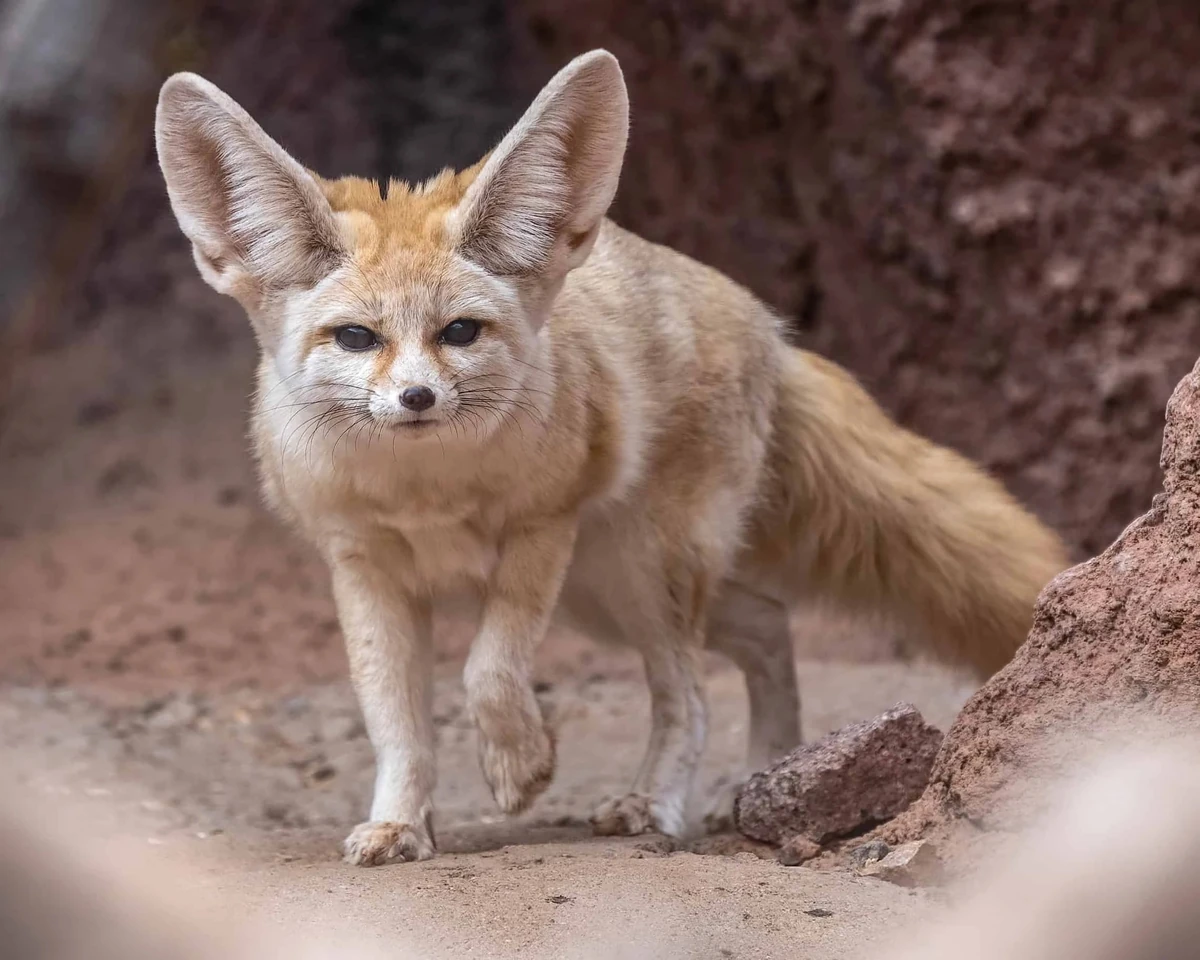 Fennec fox | Odd Squad Animal Movie Wiki | Fandom