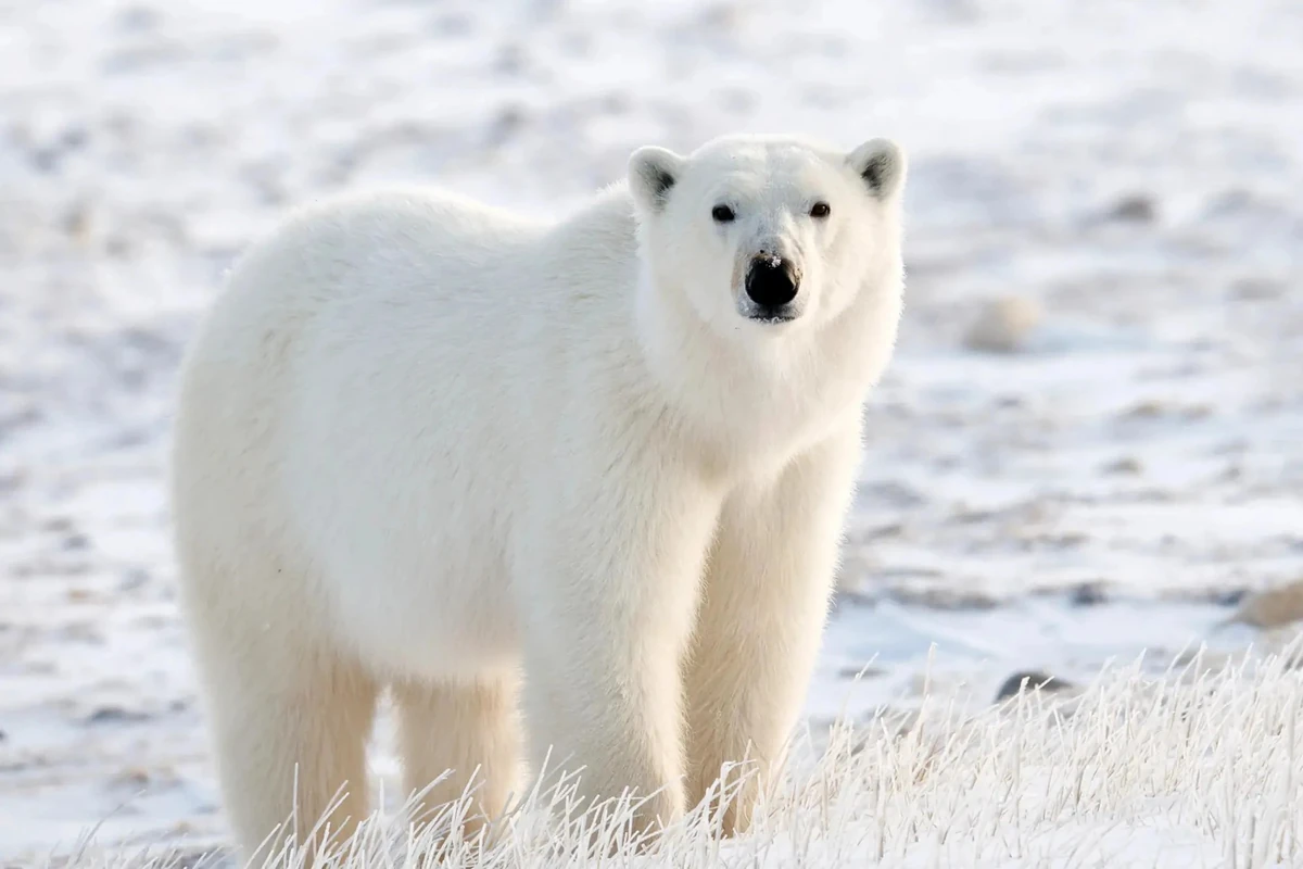 Polar bear | Odd Squad Animal Movie Wiki | Fandom