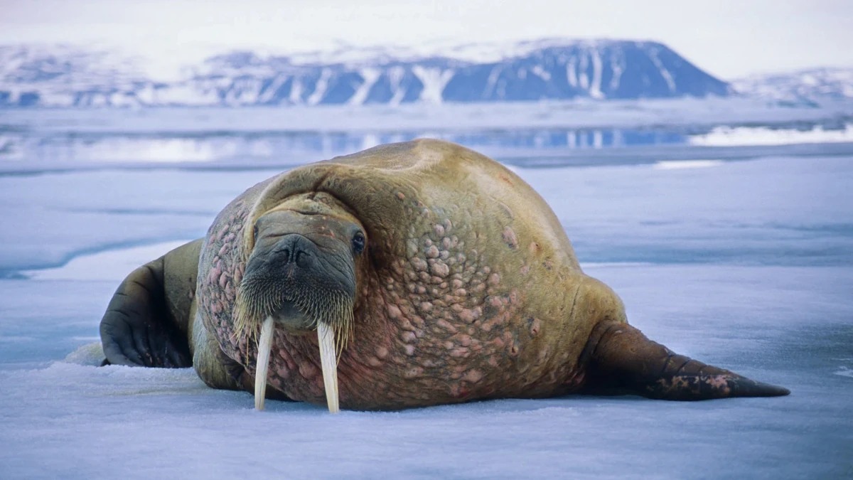 Walrus | Odd Squad Animal Movie Wiki | Fandom