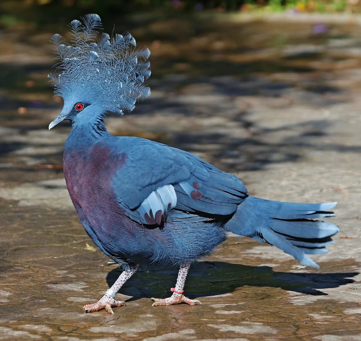 Crowned pigeon | Odd Squad Animal Movie Wiki | Fandom
