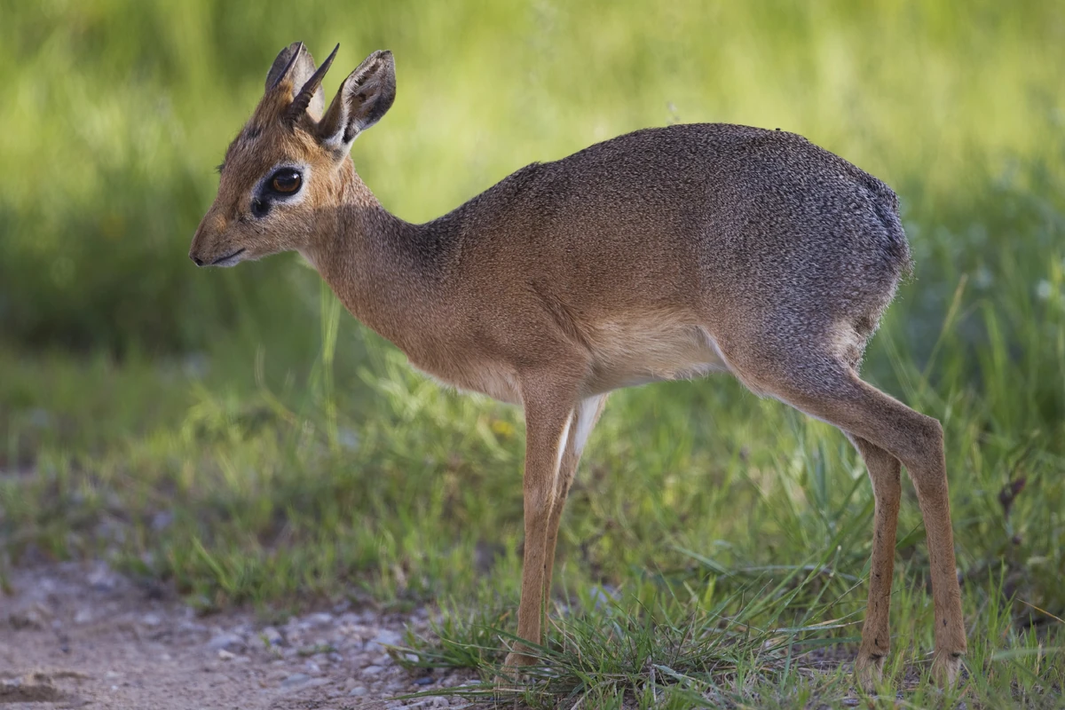 Dik-dik | Odd Squad Animal Movie Wiki | Fandom