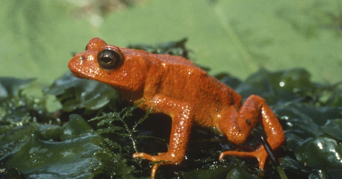 Golden toad | Odd Squad Animal Movie Wiki | Fandom