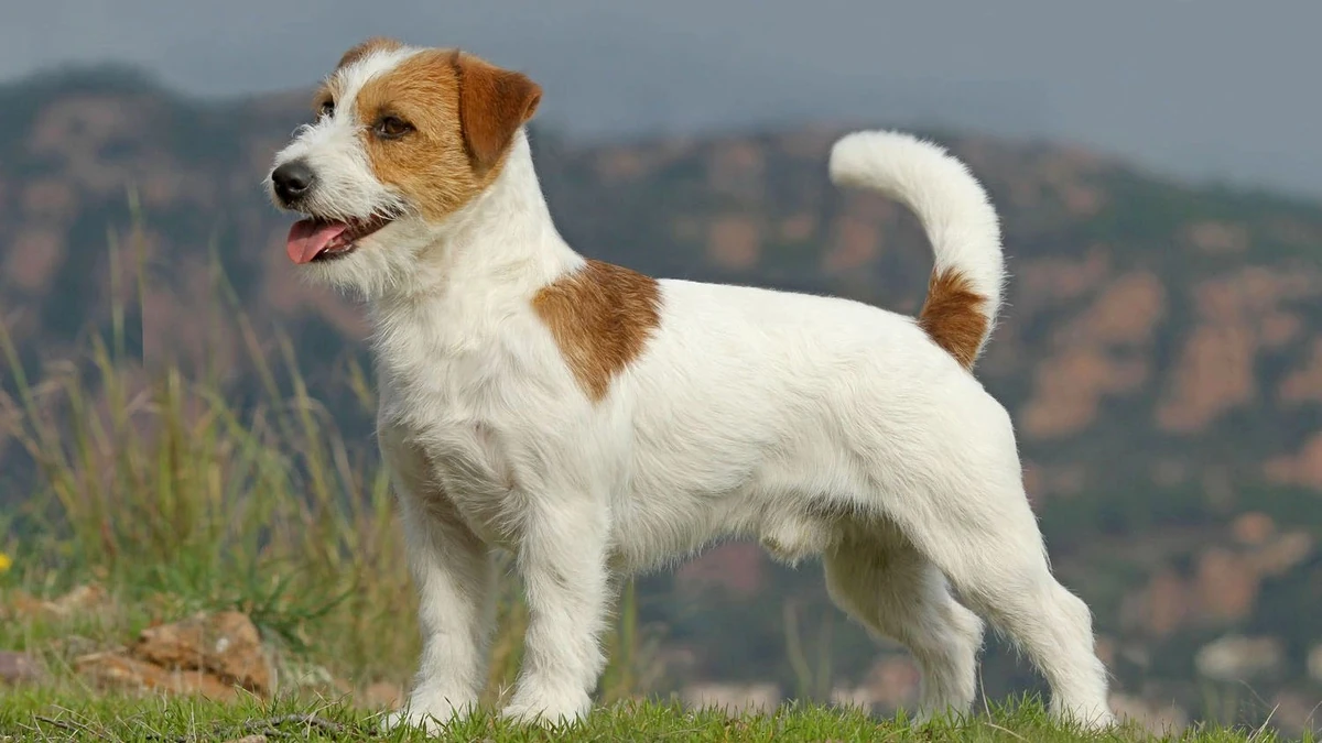 Jack Russell | Odd Squad Animal Movie Wiki | Fandom