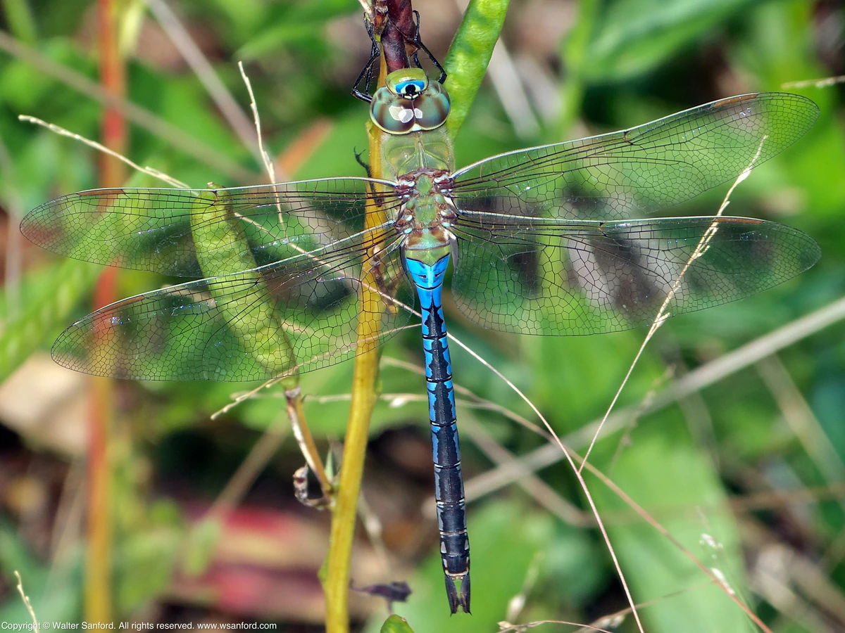 Dragonfly | Odd Squad Animal Movie Wiki | Fandom