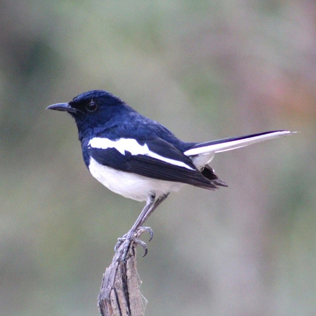 Magpie | Odd Squad Animal Movie Wiki | Fandom