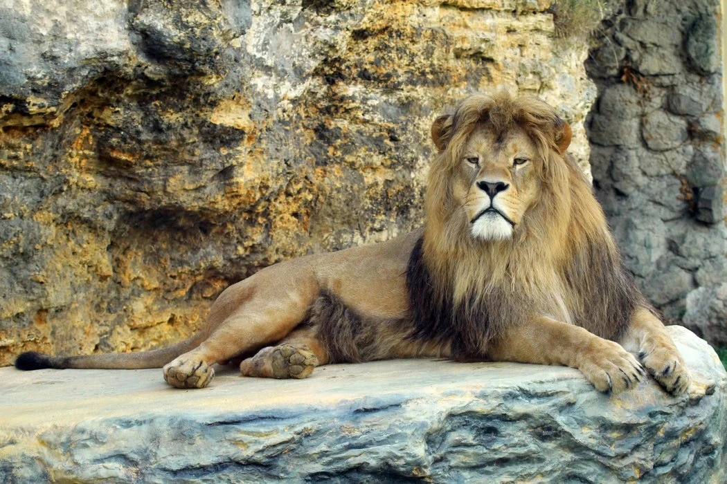 Barbary lion | Odd Squad Animal Movie Wiki | Fandom