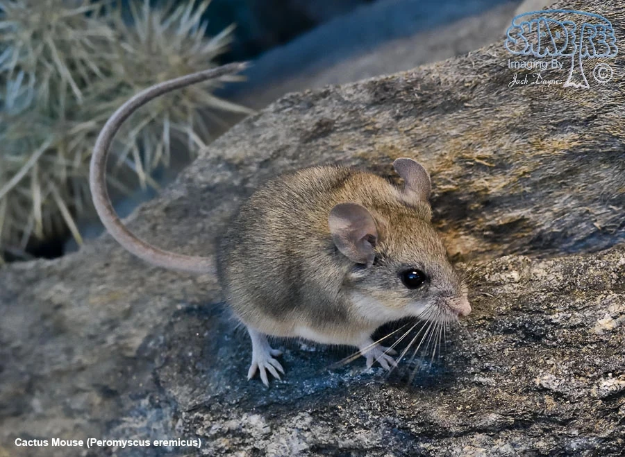 Cactus mouse | Odd Squad Animal Movie Wiki | Fandom