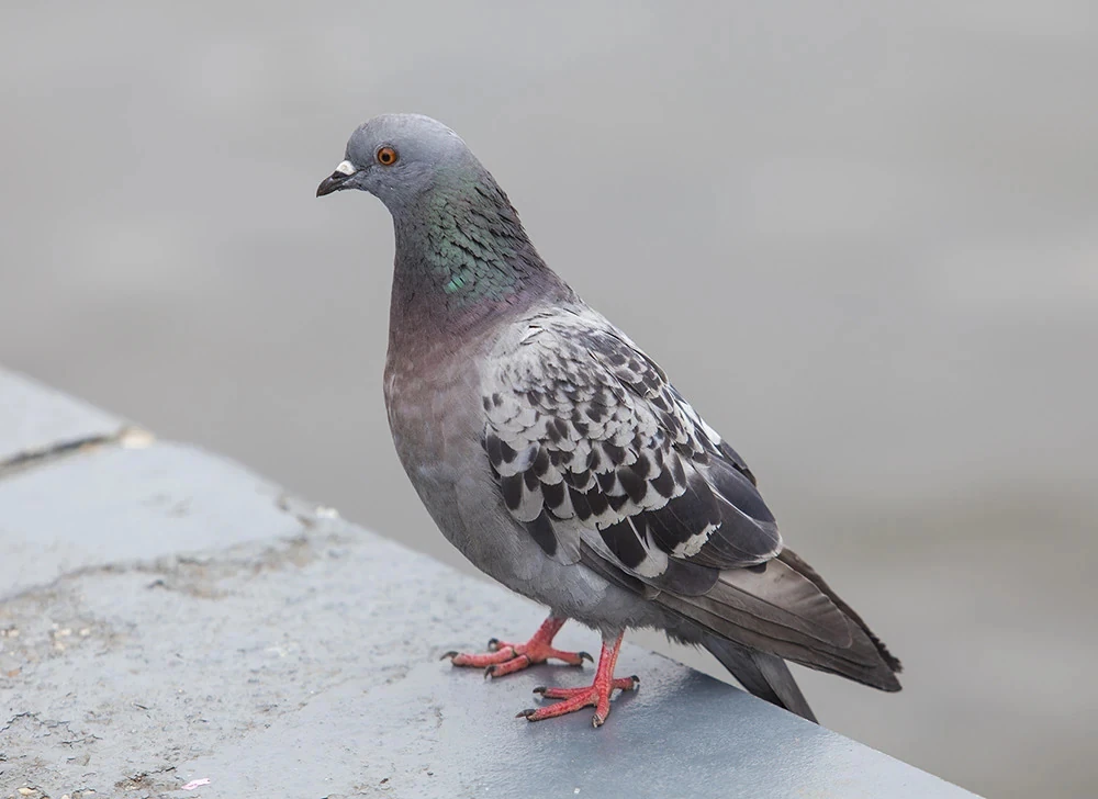 Pigeon | Odd Squad Animal Movie Wiki | Fandom