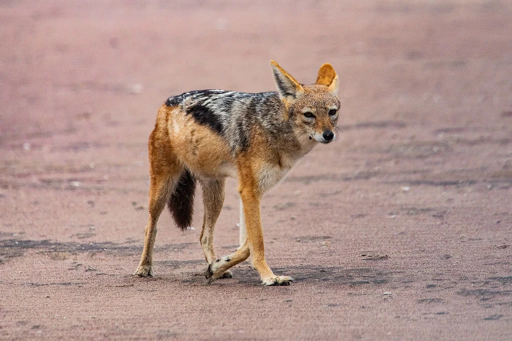 Jackal | Odd Squad Animal Movie Wiki | Fandom