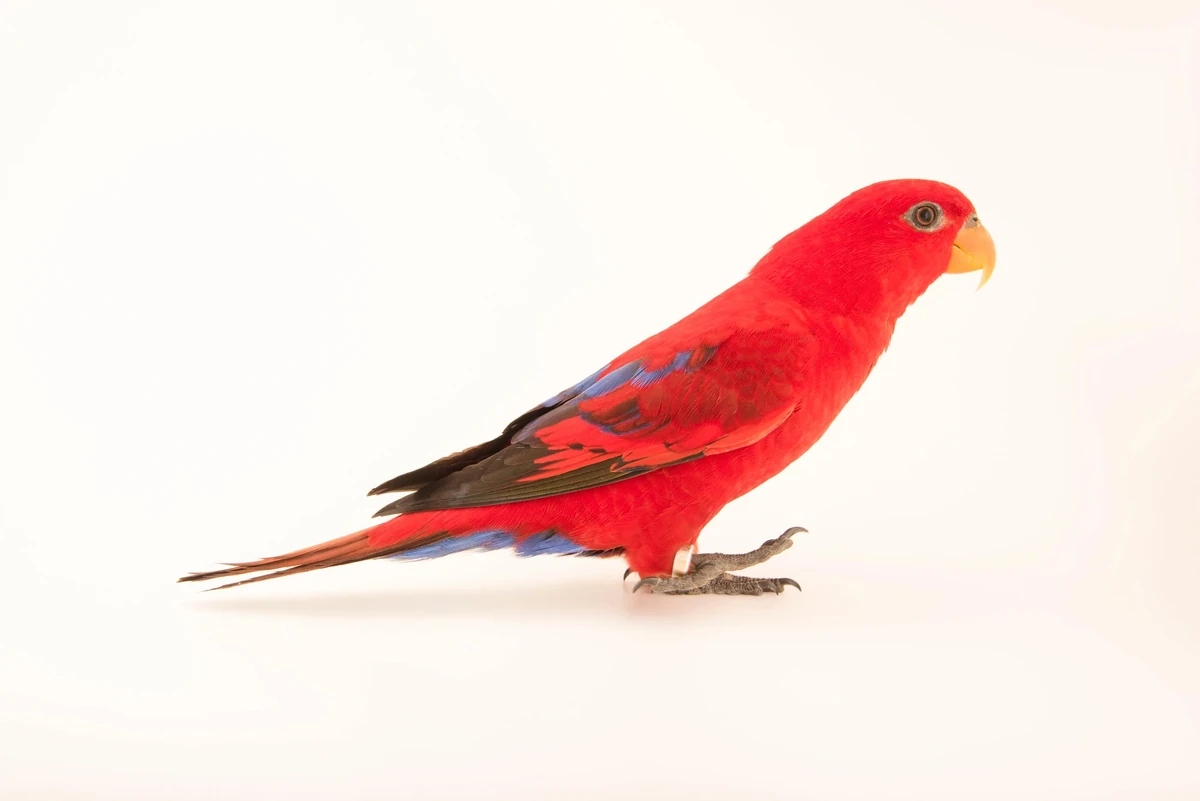 Red lory | Odd Squad Animal Movie Wiki | Fandom