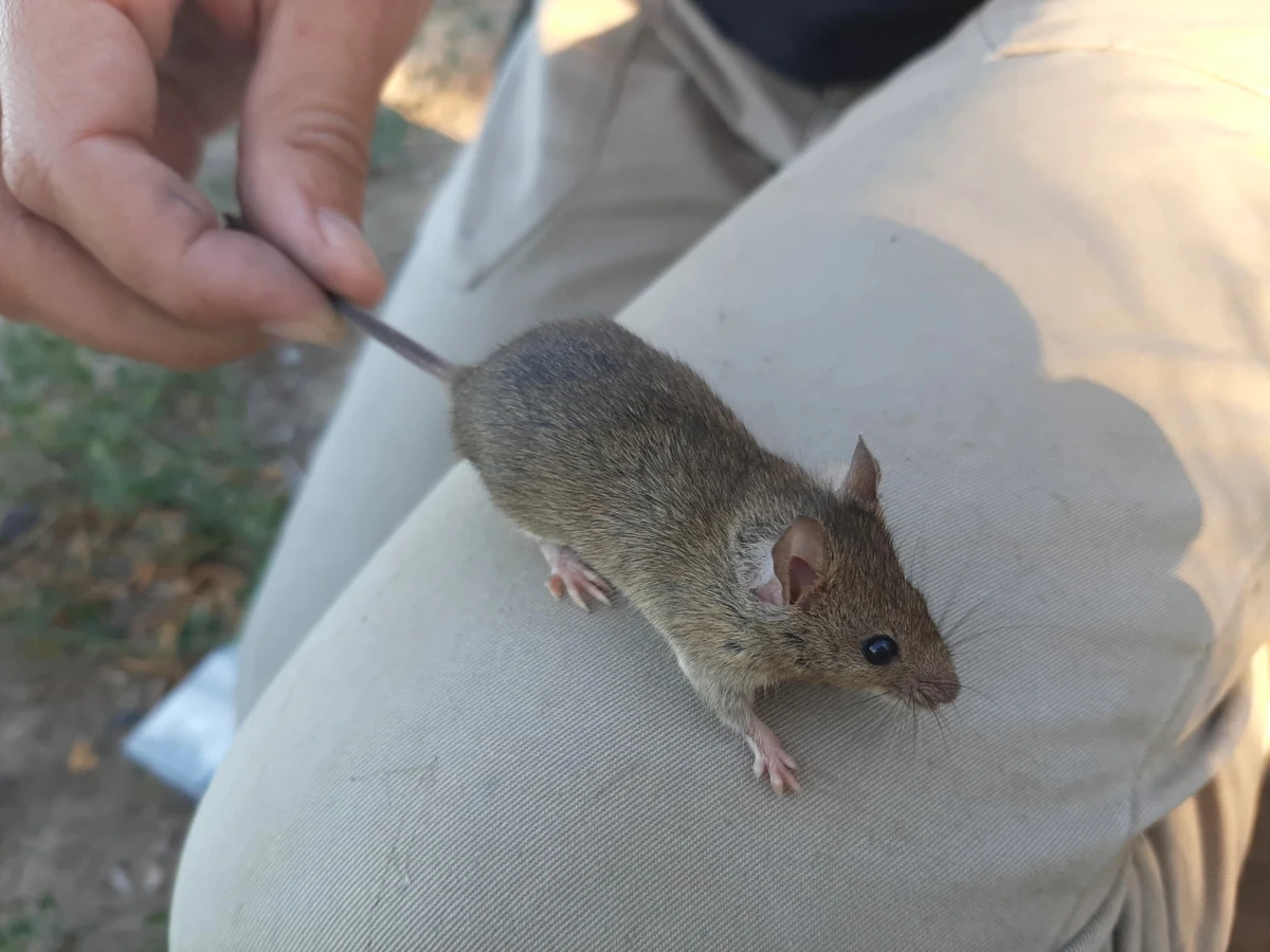 Steppe mouse | Odd Squad Animal Movie Wiki | Fandom