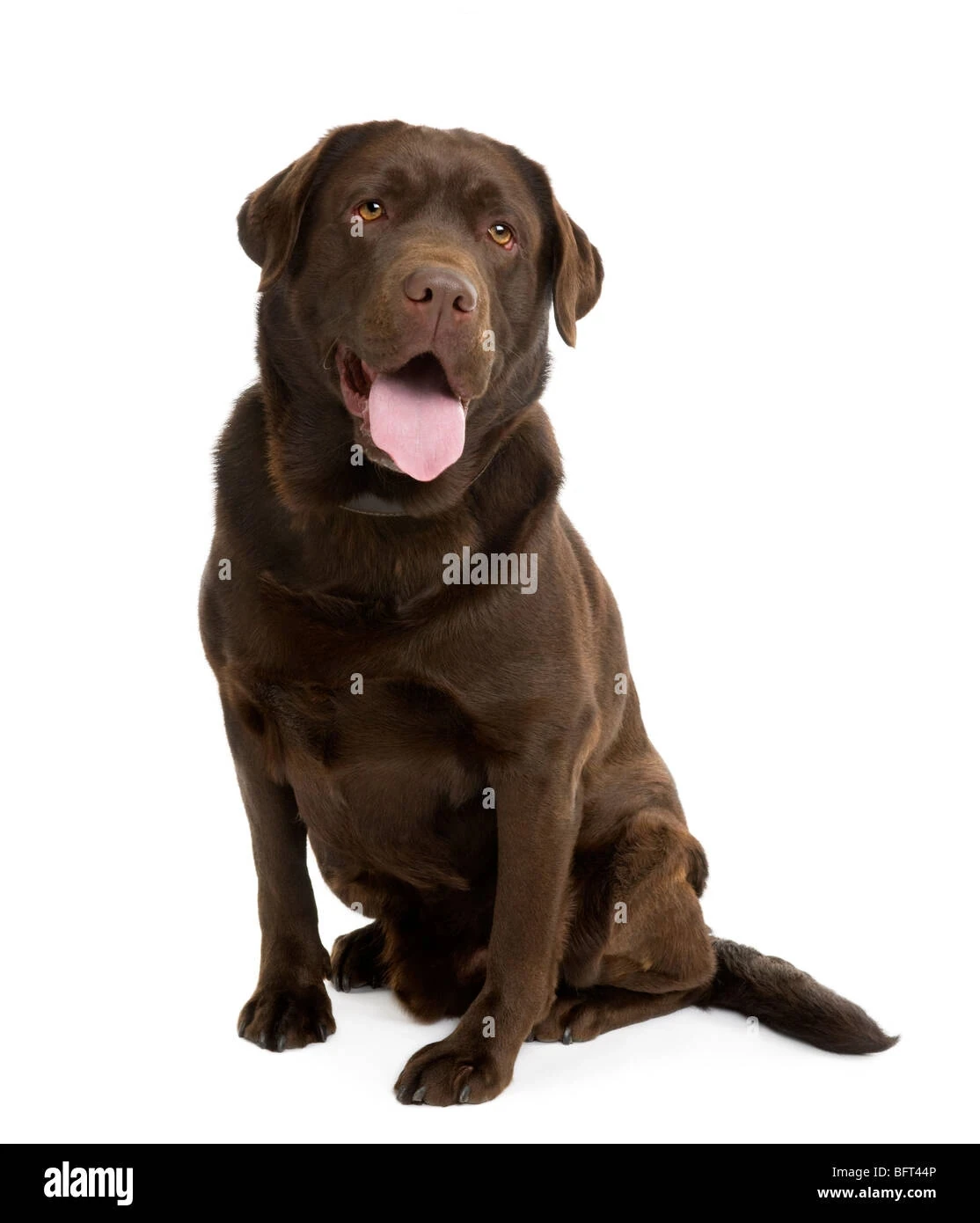 Mutt | Odd Squad Animal Movie Wiki | Fandom