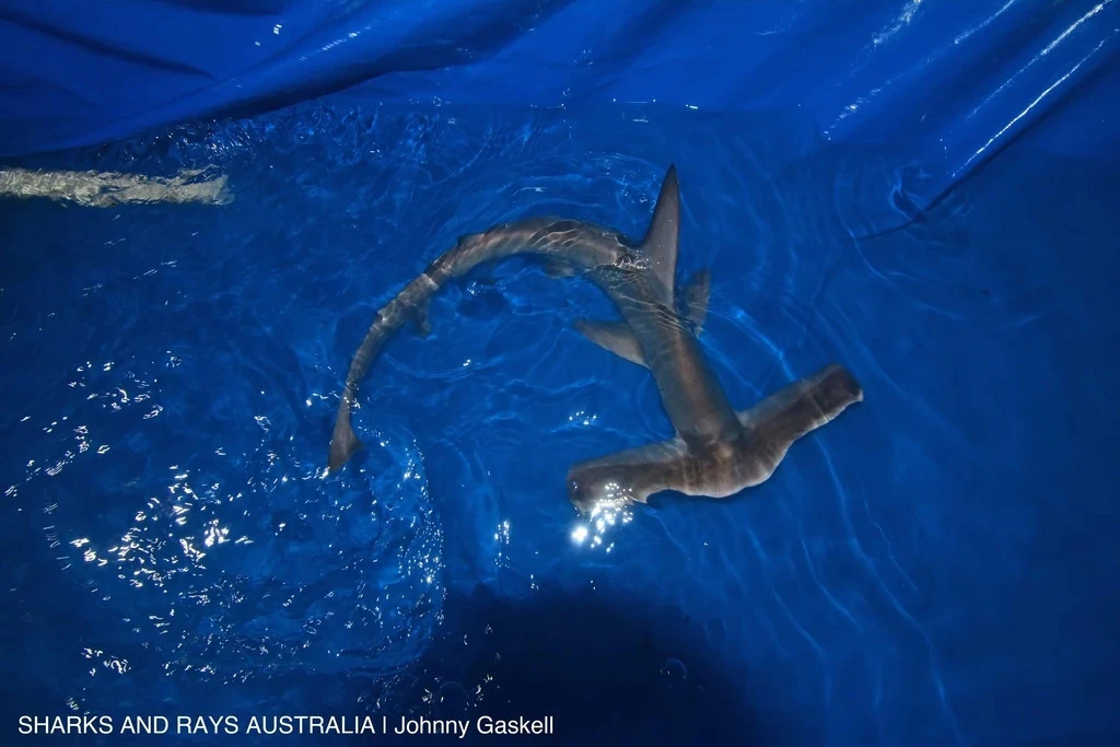 Winghead shark | Odd Squad Animal Movie Wiki | Fandom