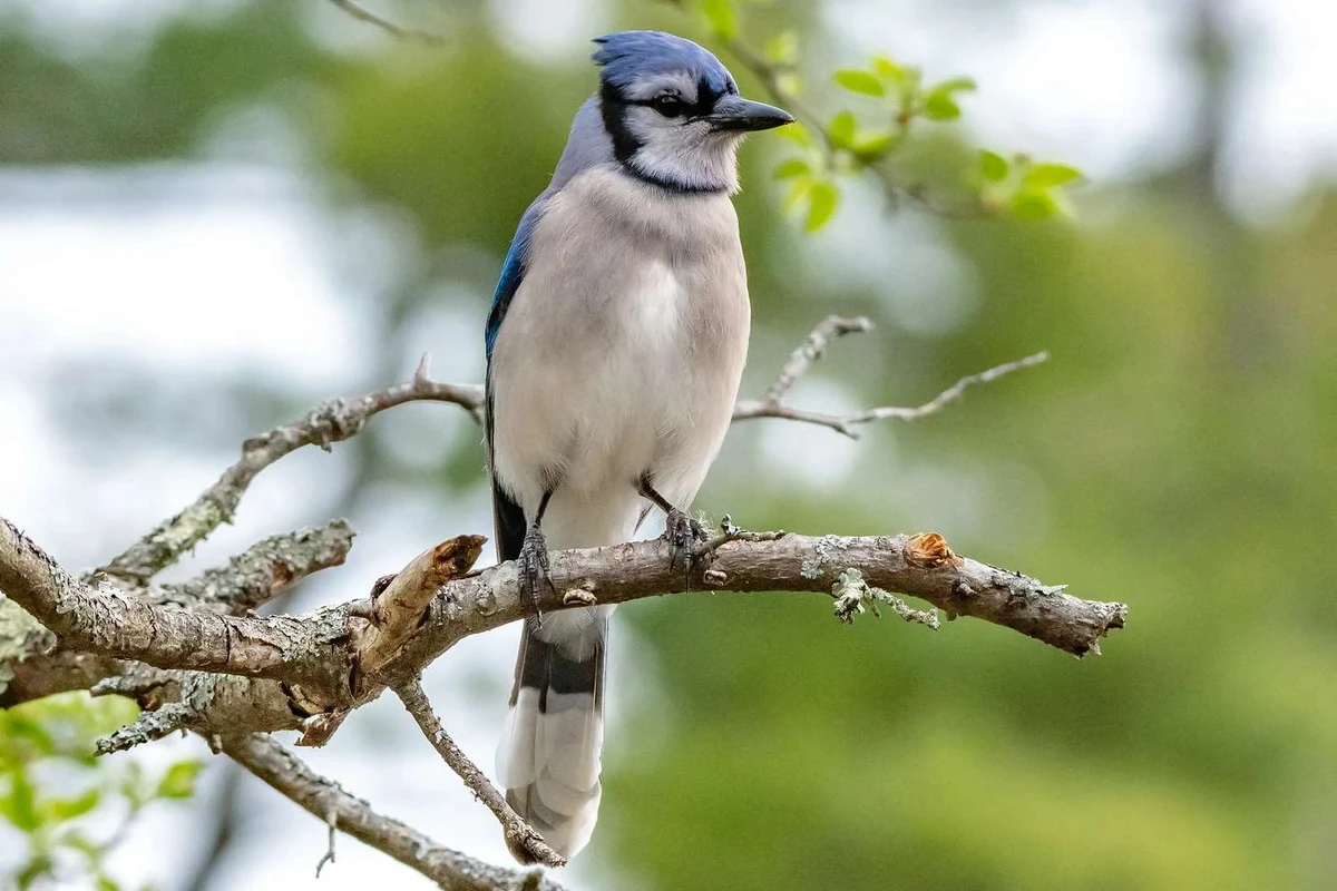 Blue jay | Odd Squad Animal Movie Wiki | Fandom