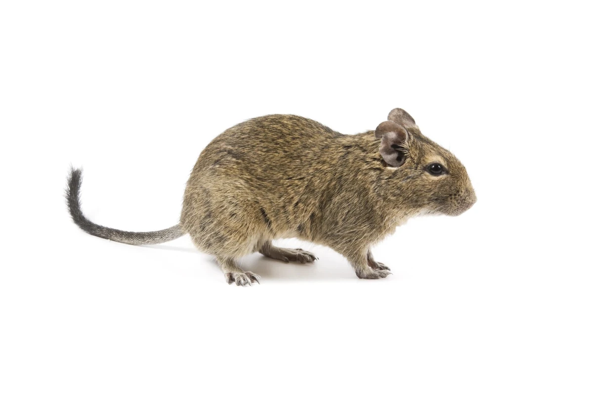 Degu | Odd Squad Animal Movie Wiki | Fandom