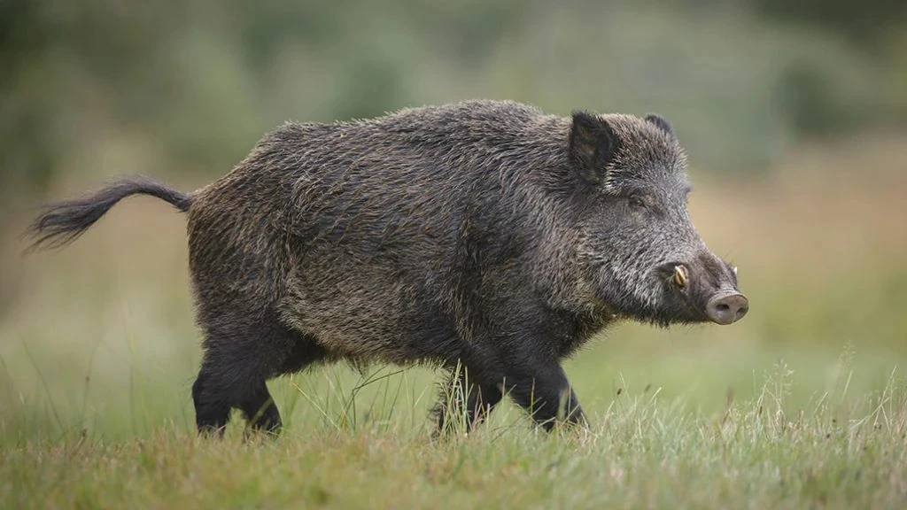 Boar | Odd Squad Animal Movie Wiki | Fandom