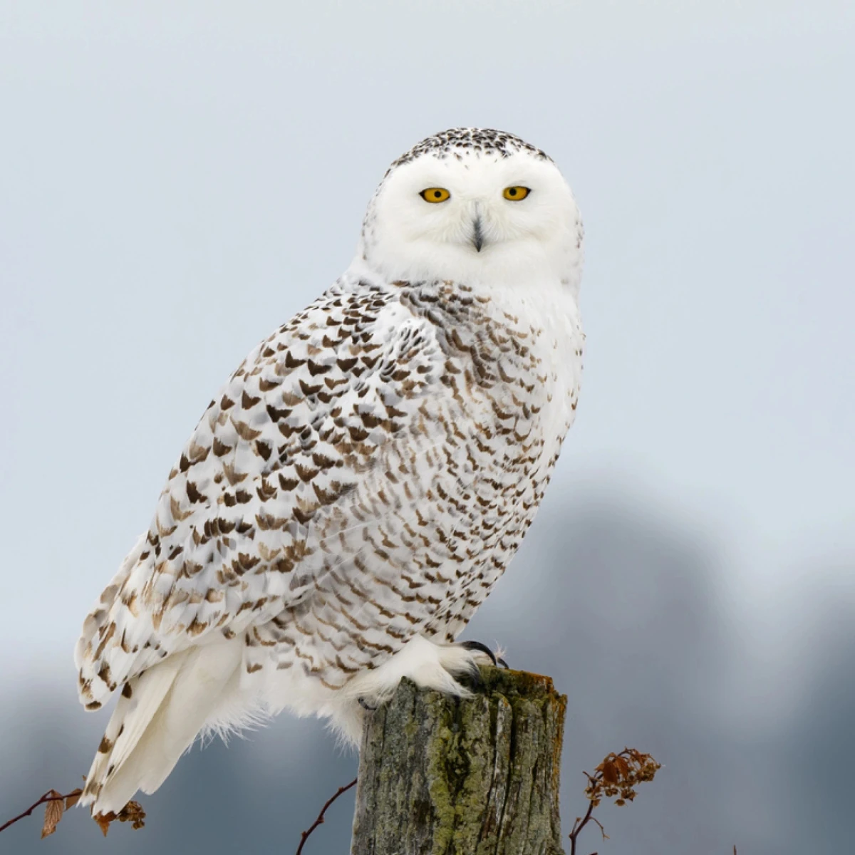 Snowy owl | Odd Squad Animal Movie Wiki | Fandom