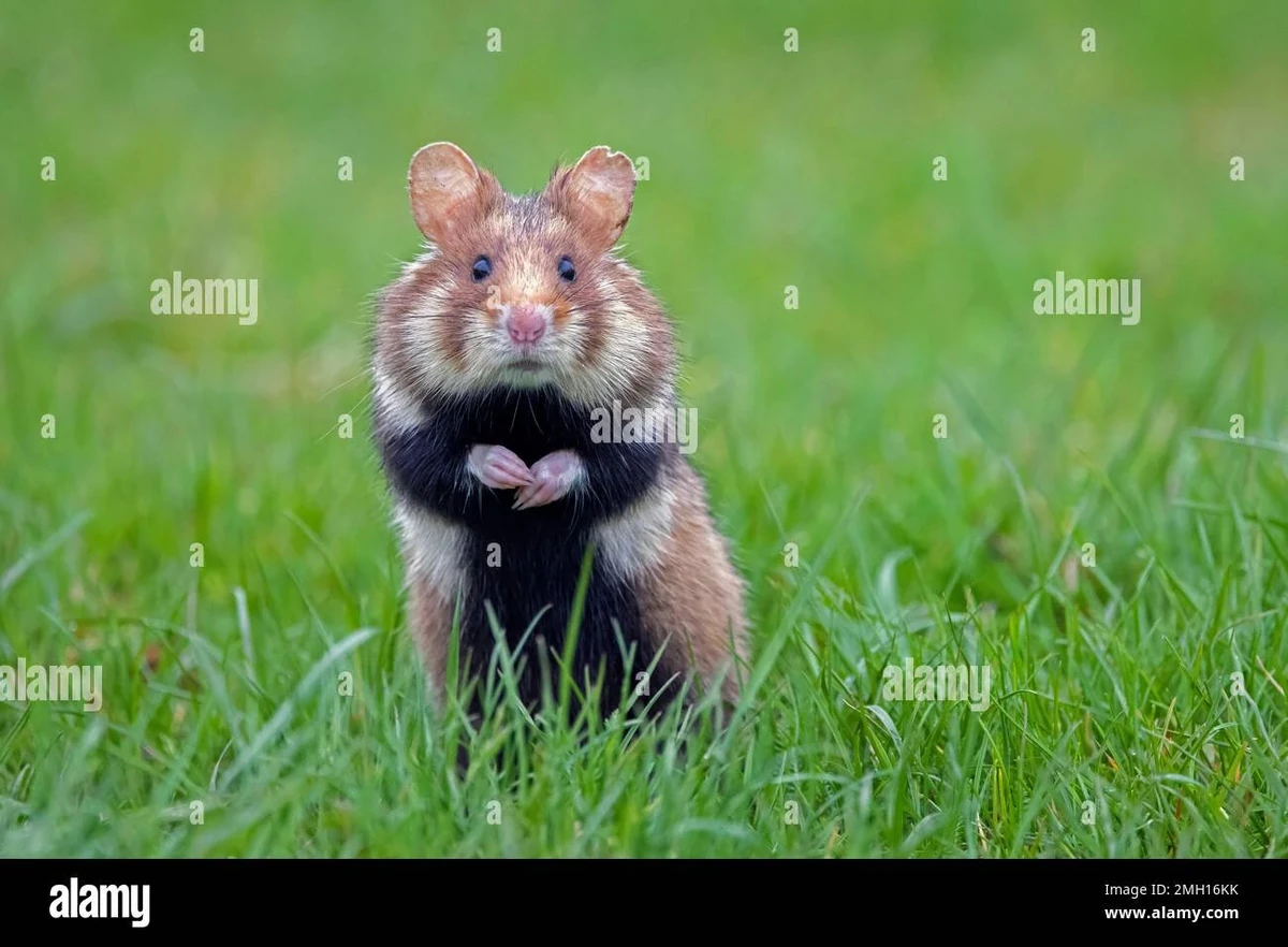 European hamster | Odd Squad Animal Movie Wiki | Fandom