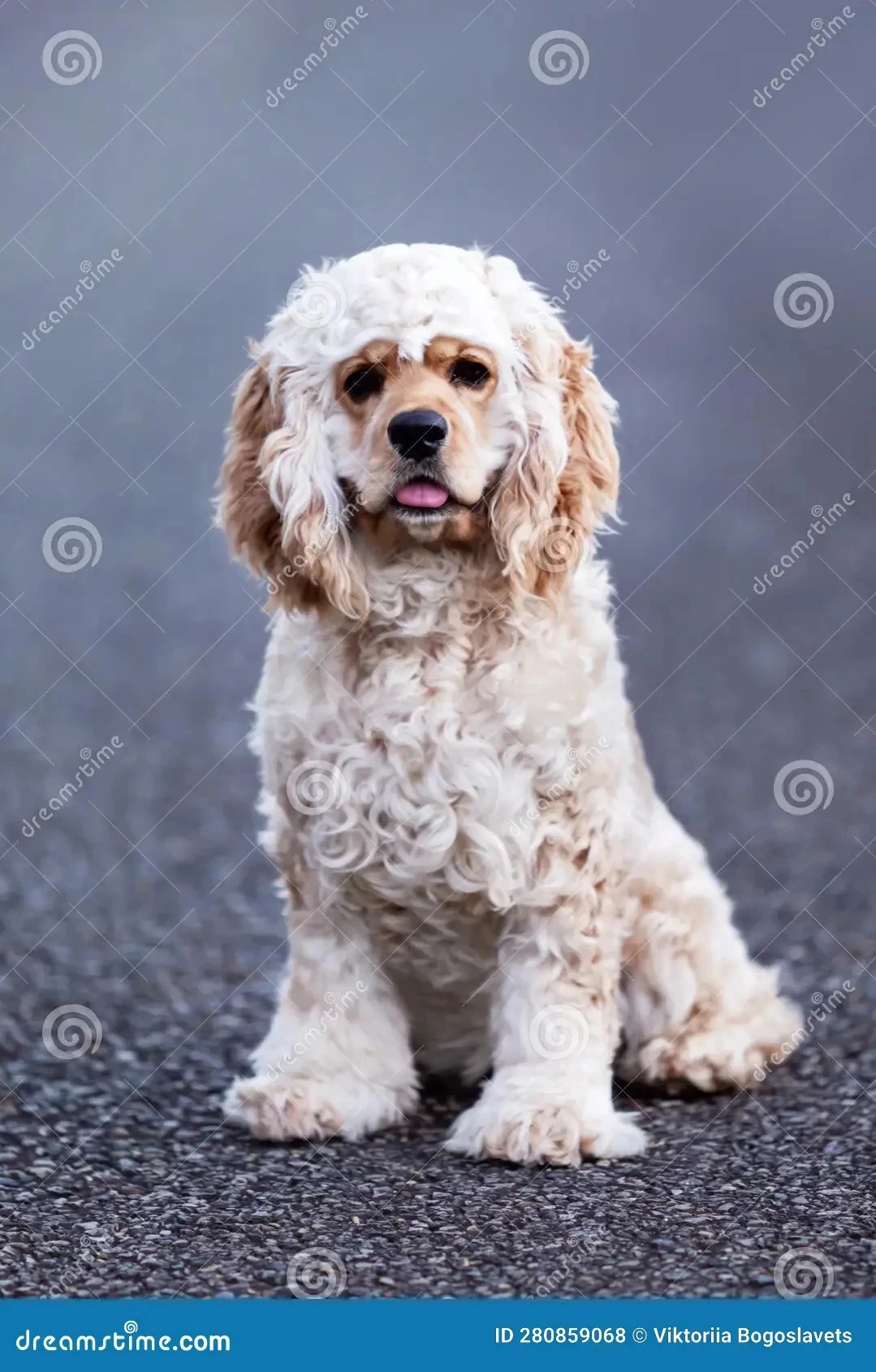 Cocker Spaniel | Odd Squad Animal Movie Wiki | Fandom