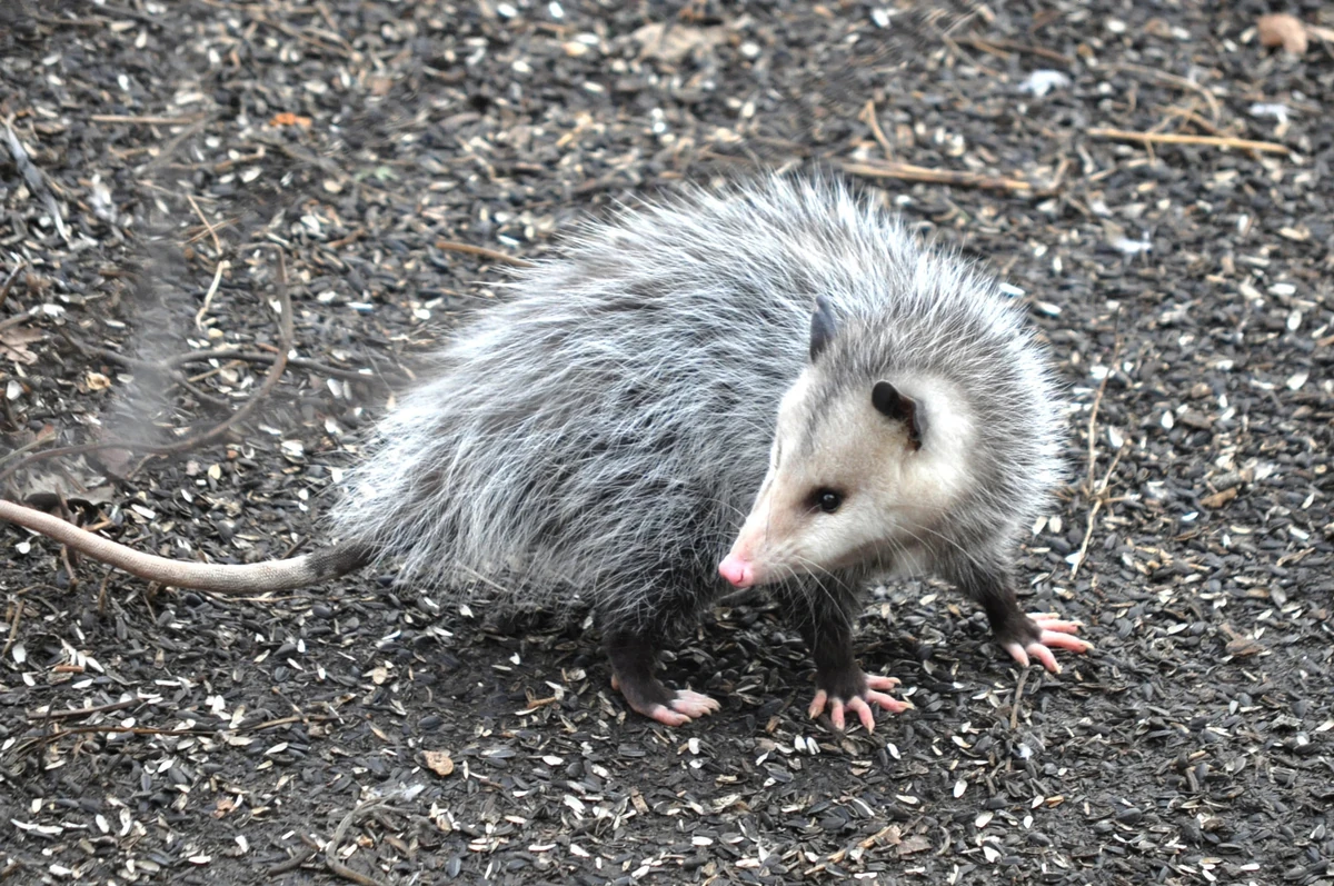 Opossum | Odd Squad Animal Movie Wiki | Fandom