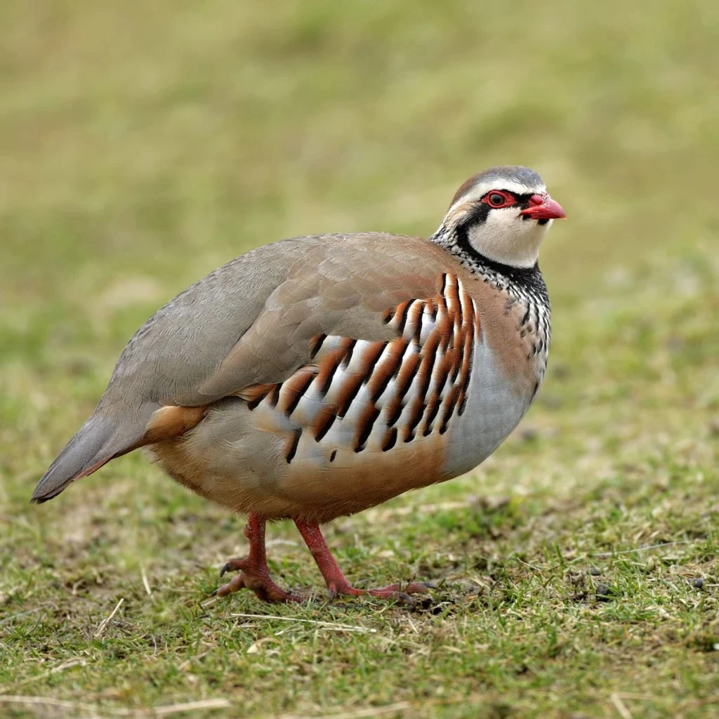 Partridge | Odd Squad Animal Movie Wiki | Fandom