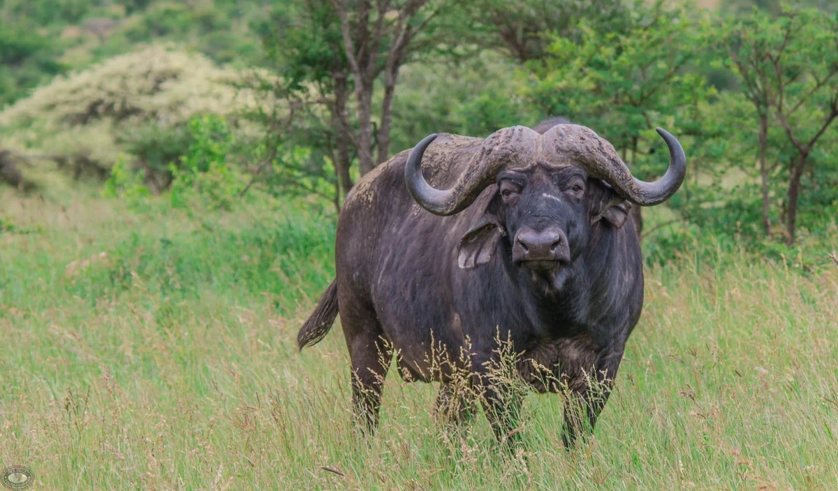 African buffalo | Odd Squad Animal Movie Wiki | Fandom