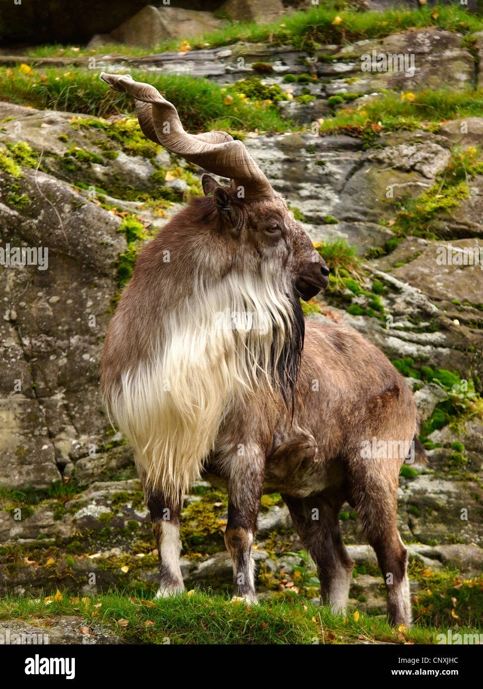 Markhor | Odd Squad Animal Movie Wiki | Fandom