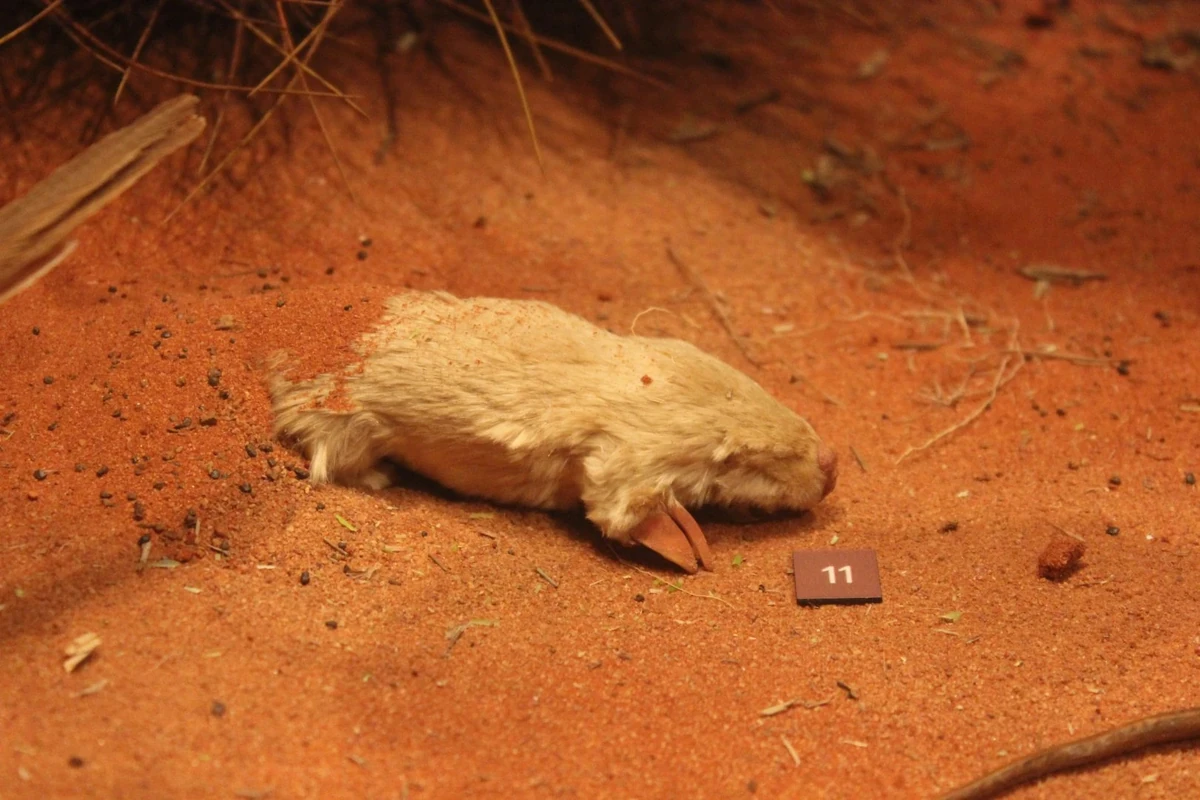 Marsupial mole | Odd Squad Animal Movie Wiki | Fandom