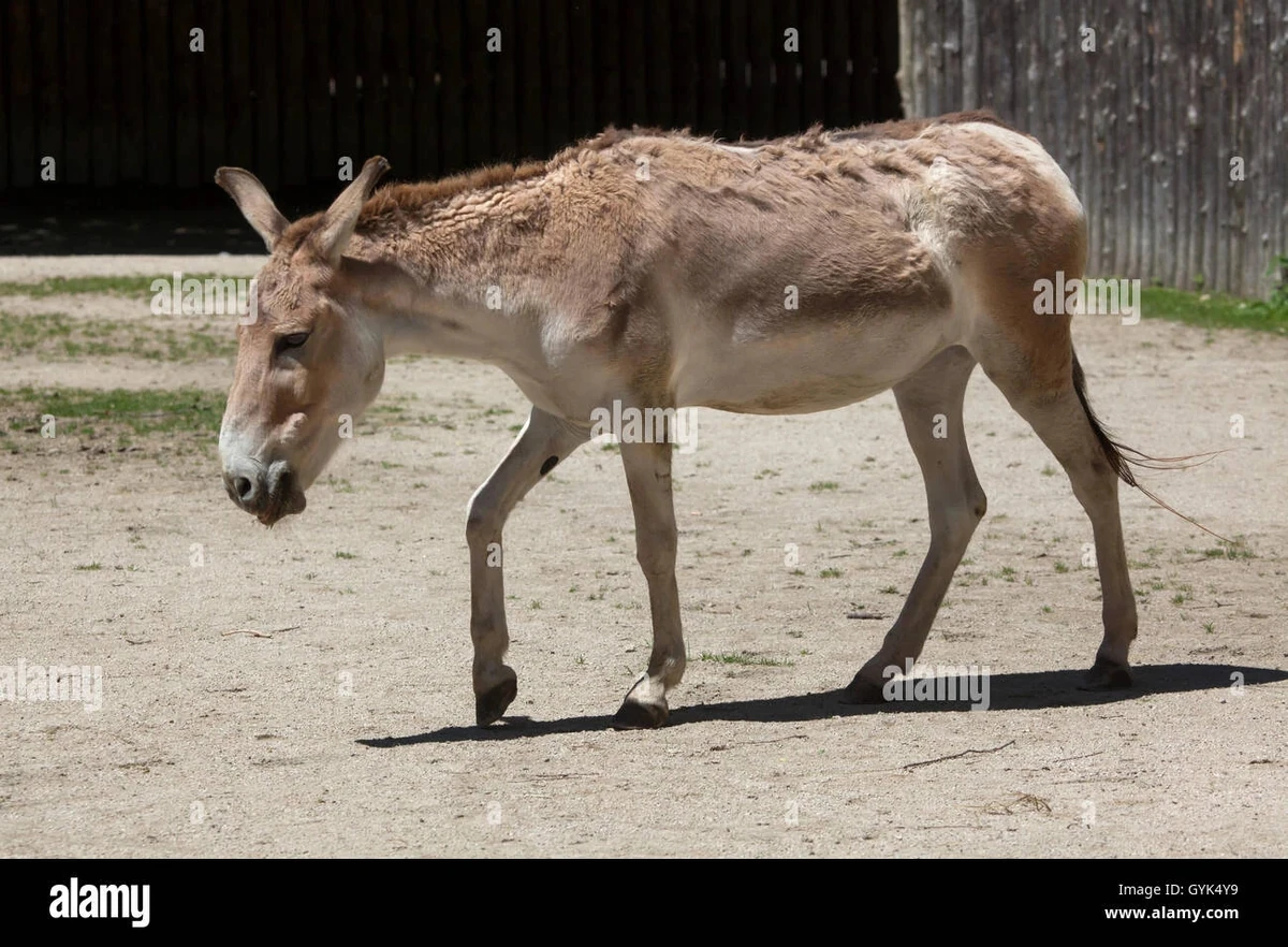 Onager | Odd Squad Animal Movie Wiki | Fandom