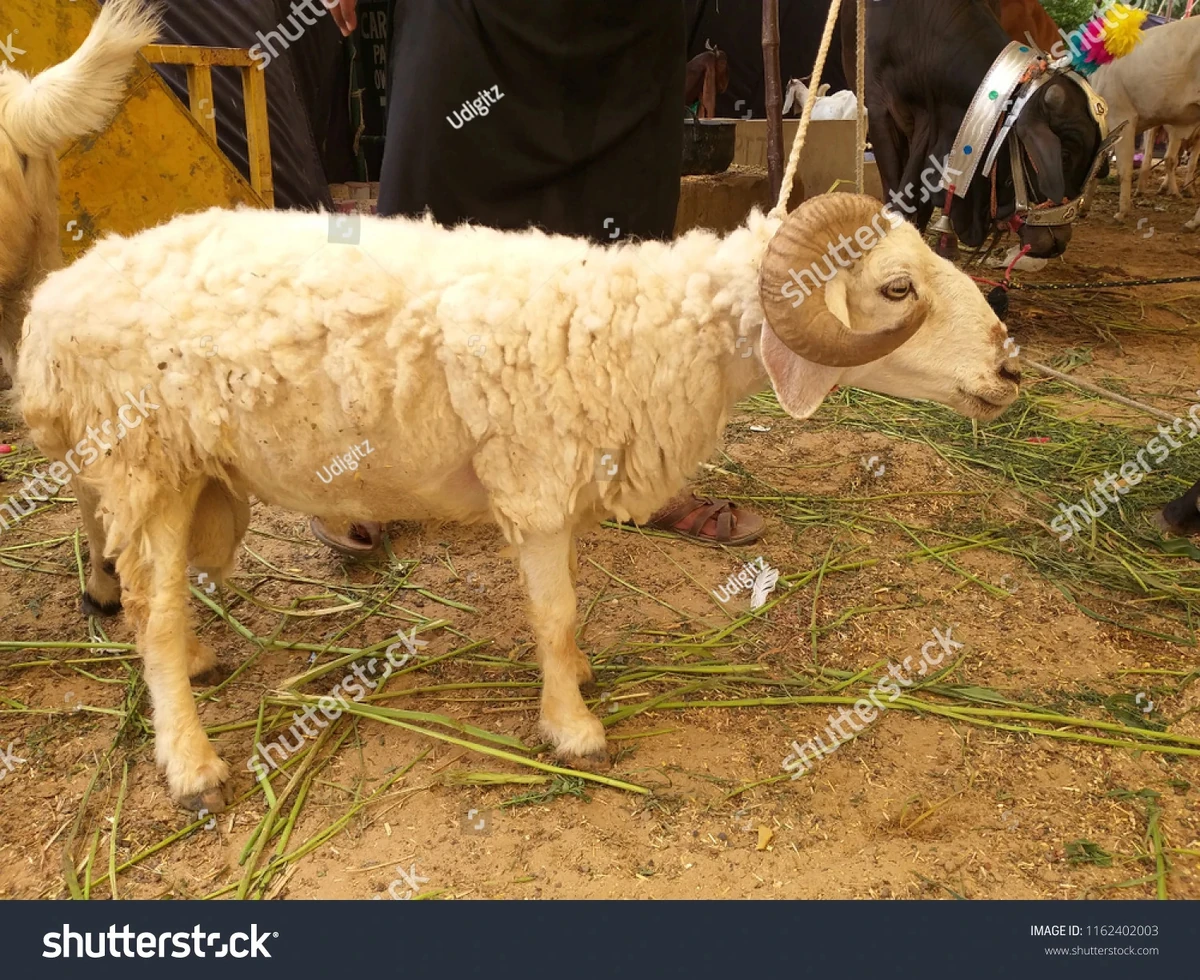 Fat-tailed sheep | Odd Squad Animal Movie Wiki | Fandom
