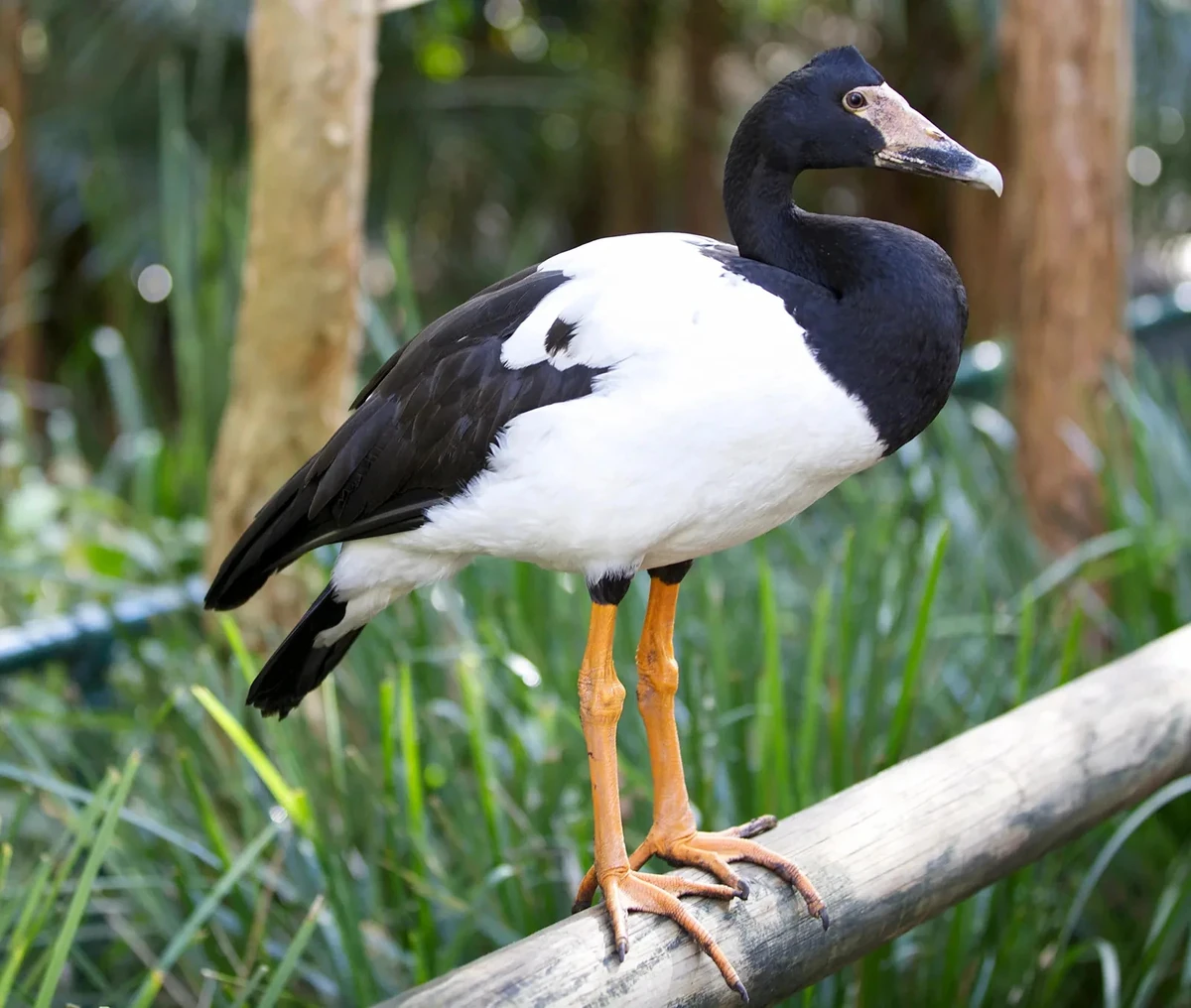 Magpie goose | Odd Squad Animal Movie Wiki | Fandom
