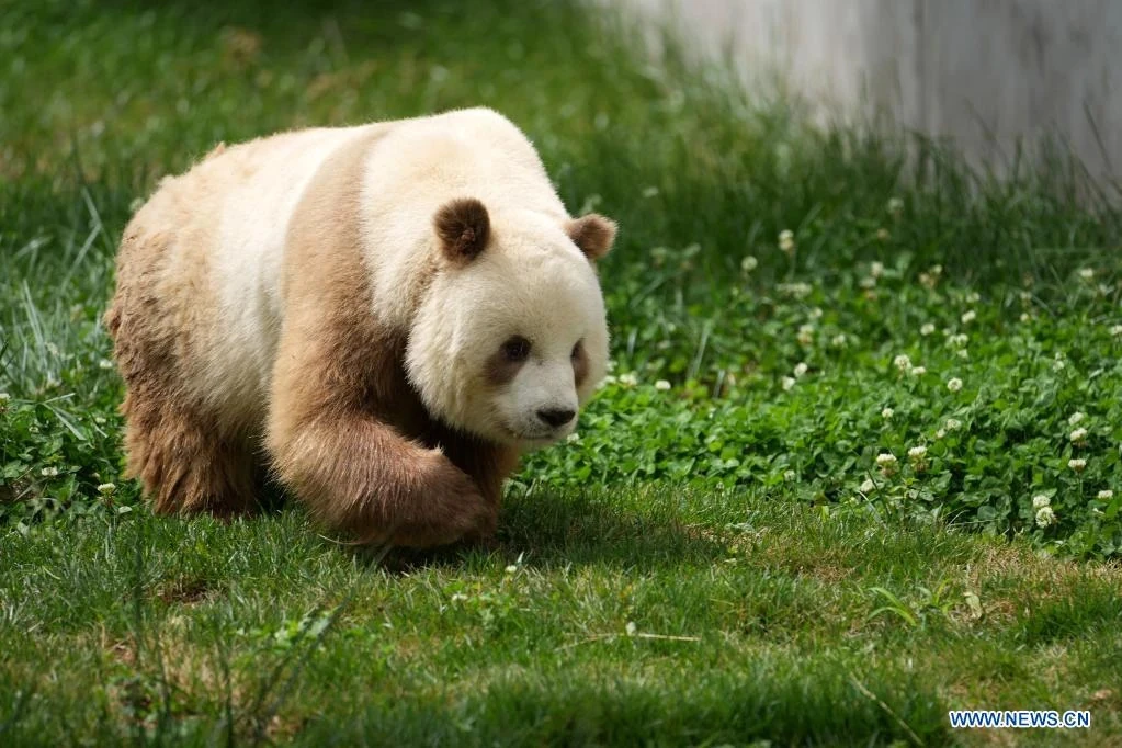 Qinling panda | Odd Squad Animal Movie Wiki | Fandom