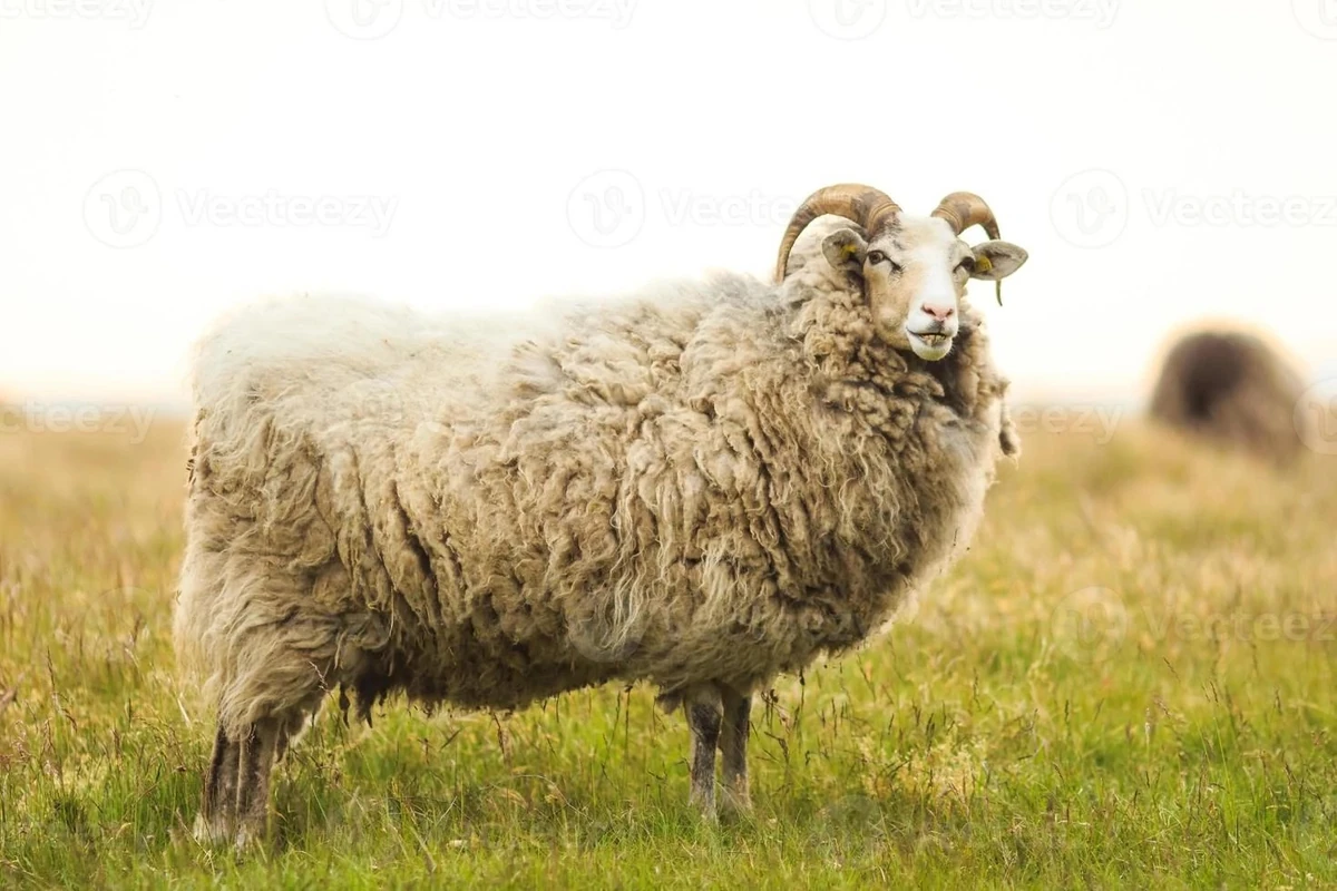 Sheep | Odd Squad Animal Movie Wiki | Fandom