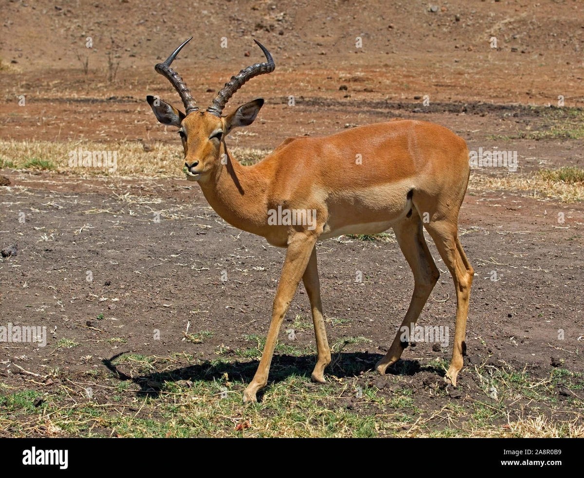 Antelope | Odd Squad Animal Movie Wiki | Fandom