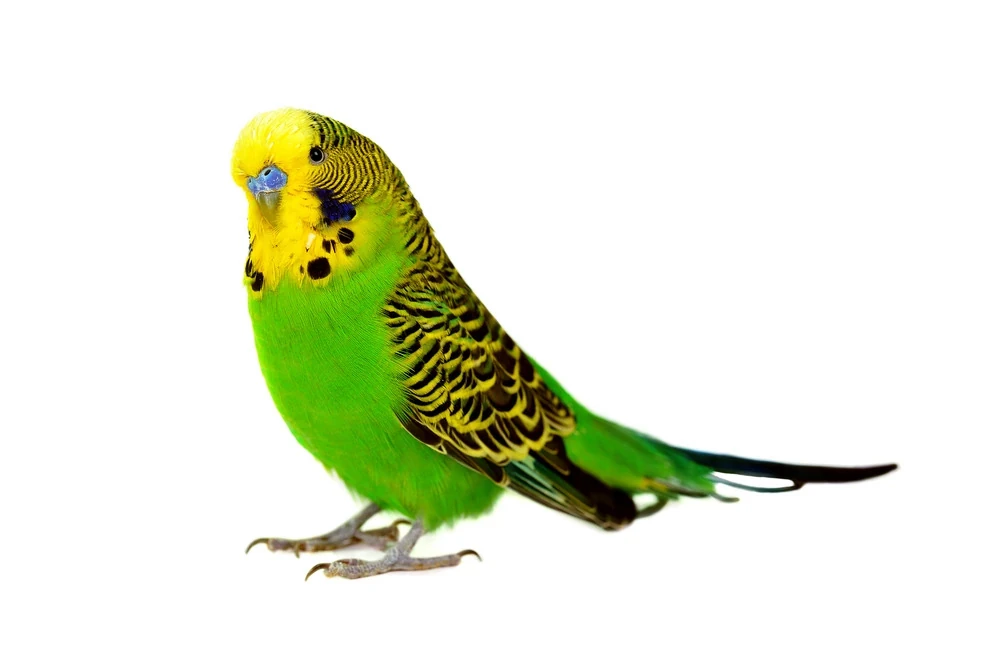 Budgerigar | Odd Squad Animal Movie Wiki | Fandom