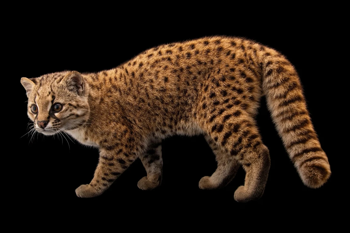 Kodkod | Odd Squad Animal Movie Wiki | Fandom